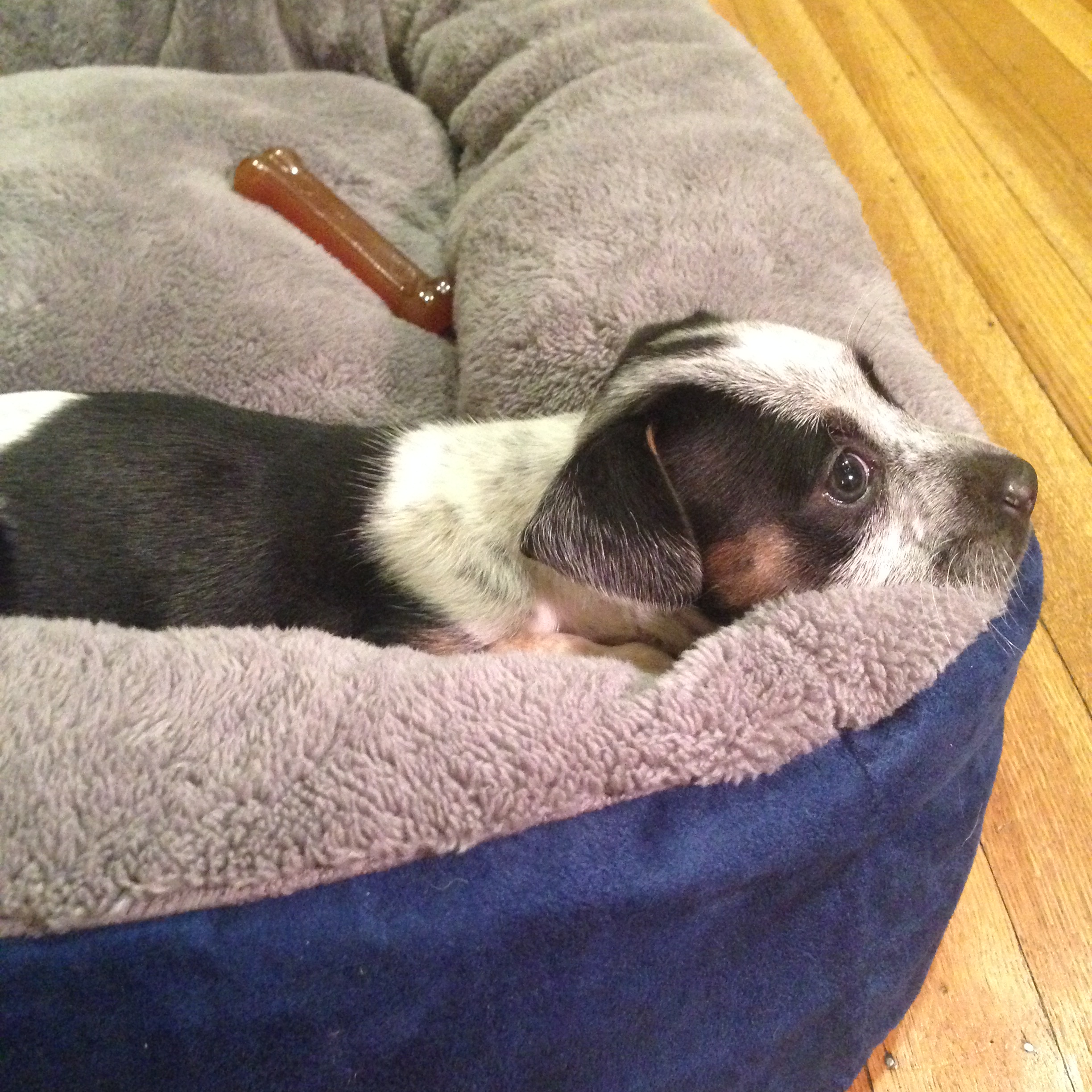 Snuggle Attack – phil invites